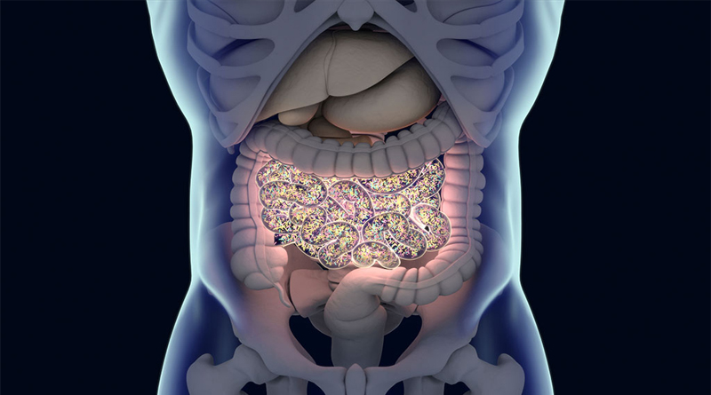 Stanford researchers reprogram the gut microbiome in mice