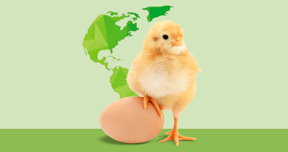 En México Bachoco incrementa producción de huevos