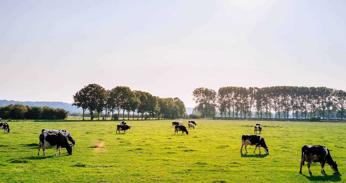 PASTURAS MÁS VERDES