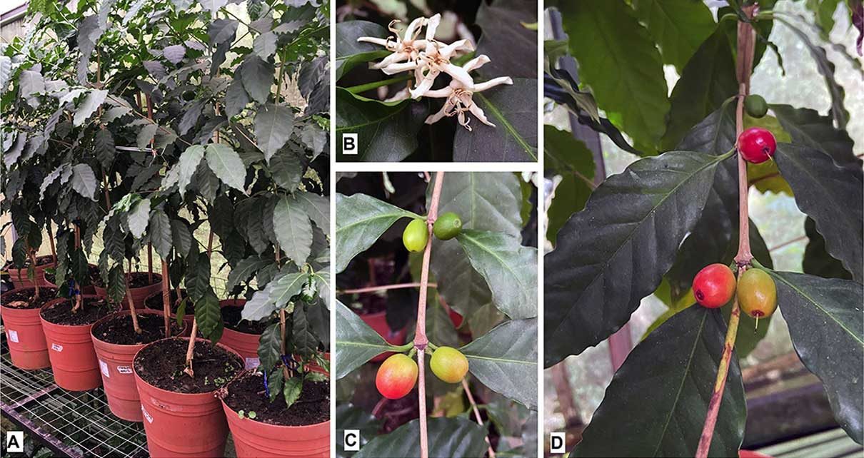 Estudio mexicano confirma alta eficacia de café transgénico