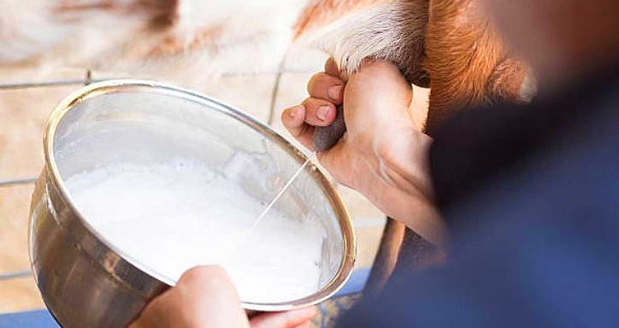 Producción de leche de cabra se fortalece
