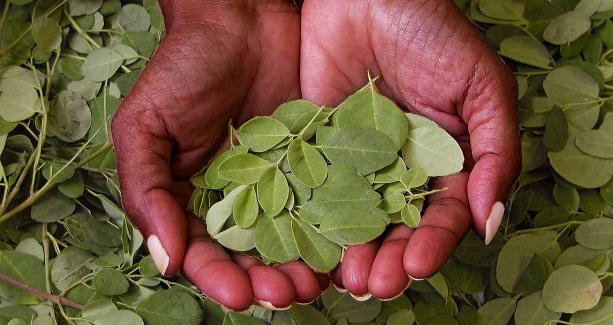Beneficios de la moringa en diabetes e hipertensión