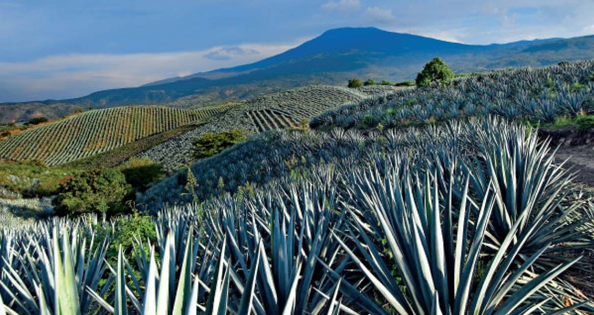 Estudian sustancias del agave para control del peso y diabetes