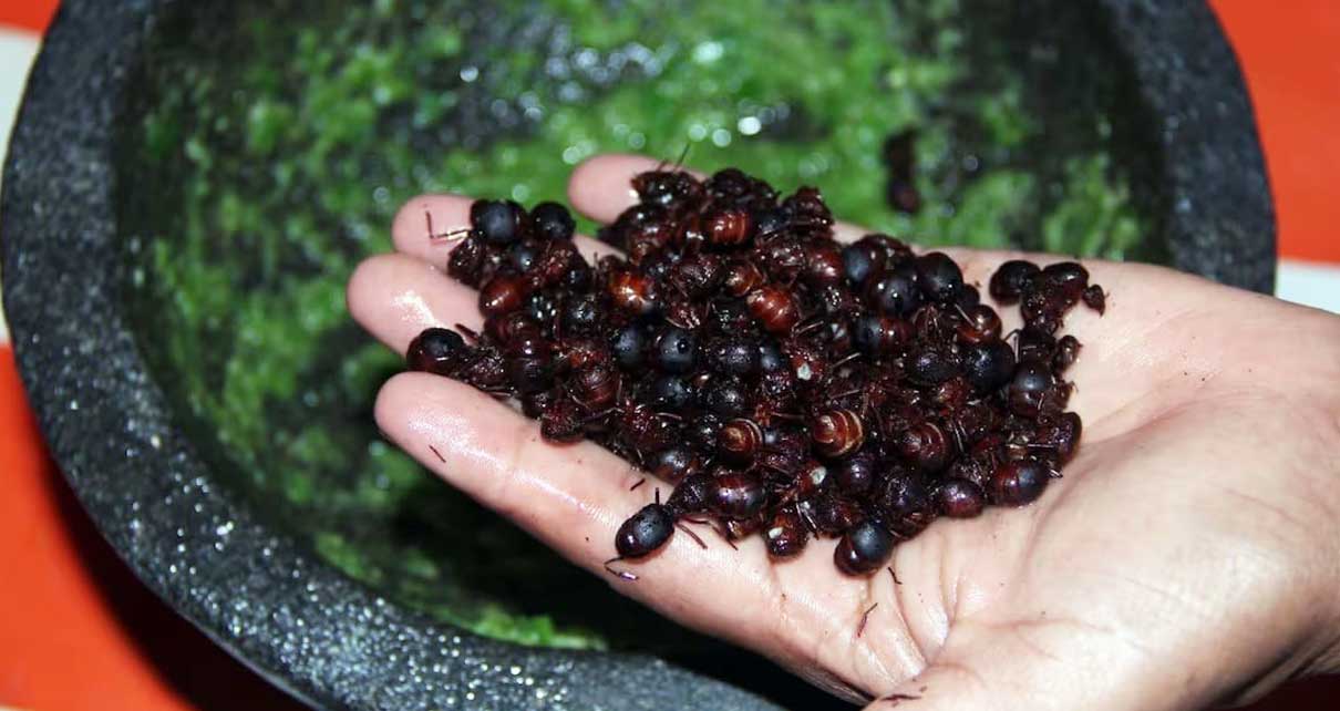 Insecto que se convierte en alimento y se usa también para tratar la ...